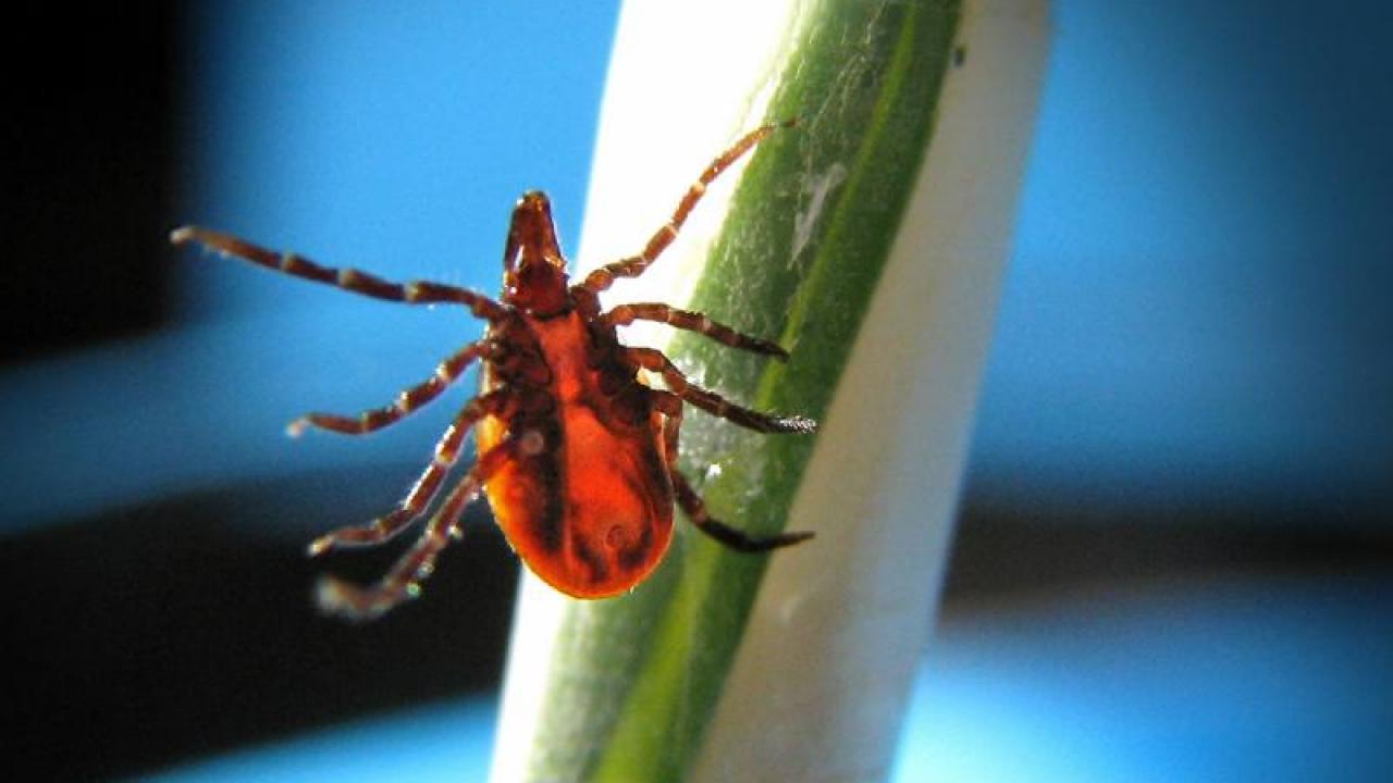 Contact | Lyme Disease
