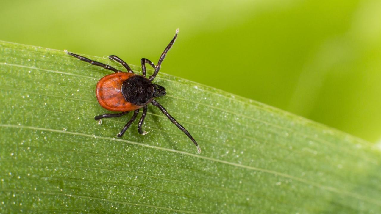 Lyme Disease | Lyme Disease